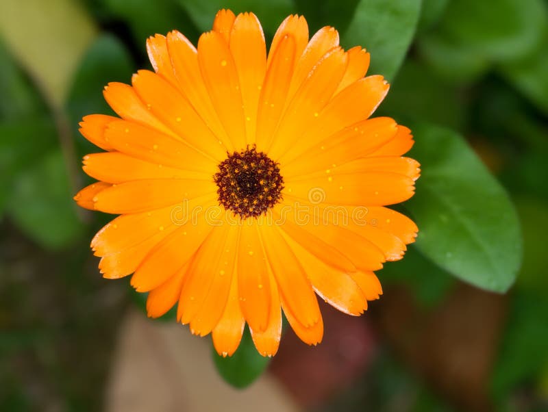 Calendula flower stock photo. Image of flora, botany - 34653464