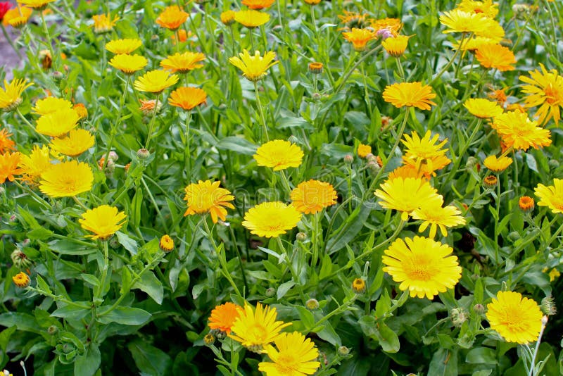 Calendula, flowerbed stock photo. Image of plant, summer - 41999048