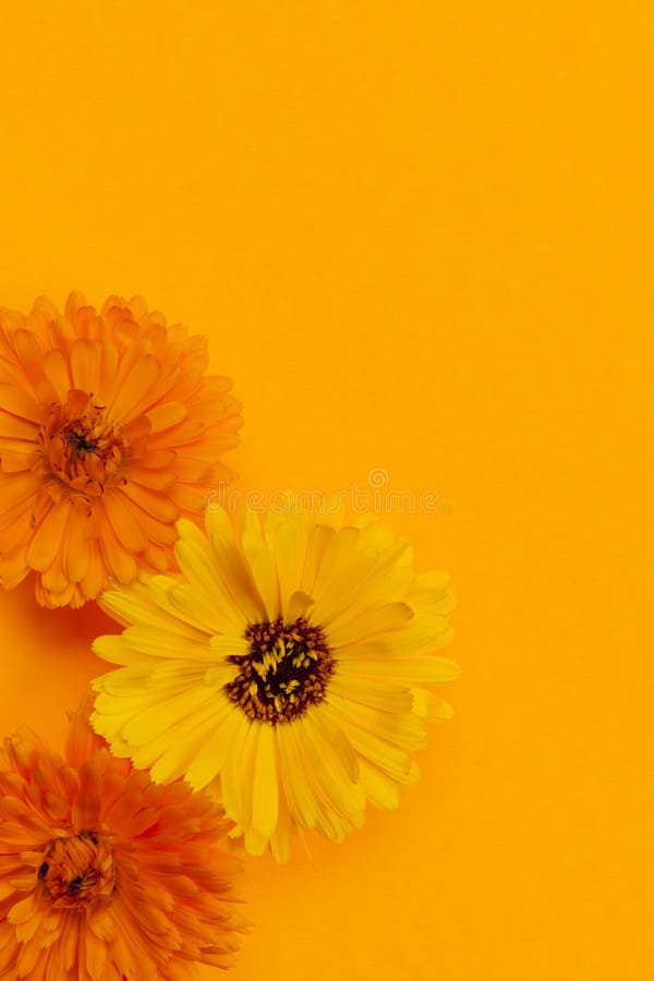 Calendula Flowers Background Stock Photo - Image of officinalis ...