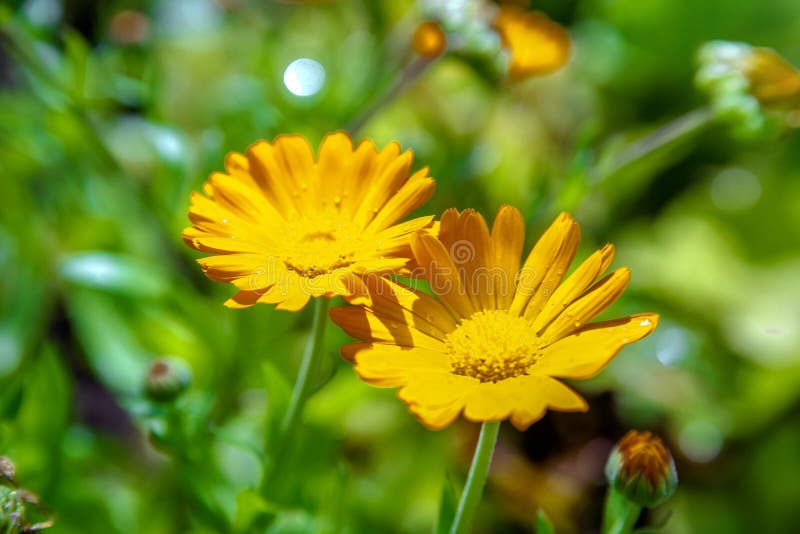 Calendula Flowers on a Green Background Stock Photo - Image of petals ...