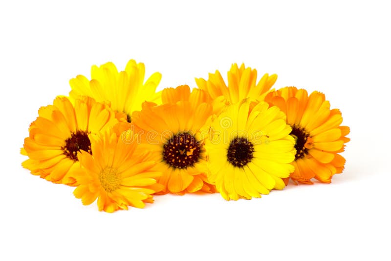 Calendula Flowers Isolated on White Stock Image - Image of flower ...