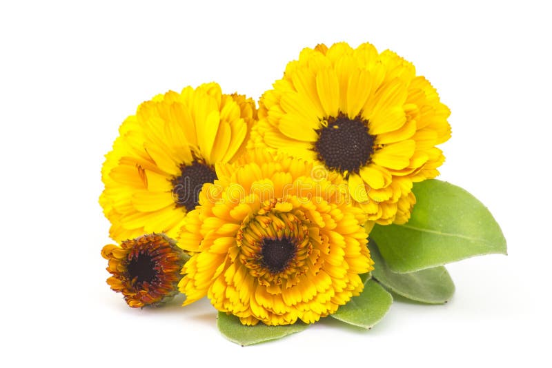 Calendula flowers stock image. Image of white, healthy - 67784291