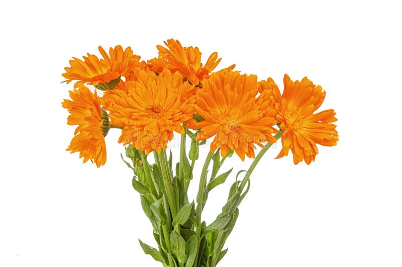 Calendula flowers stock image. Image of officinalis, isolated - 56757799