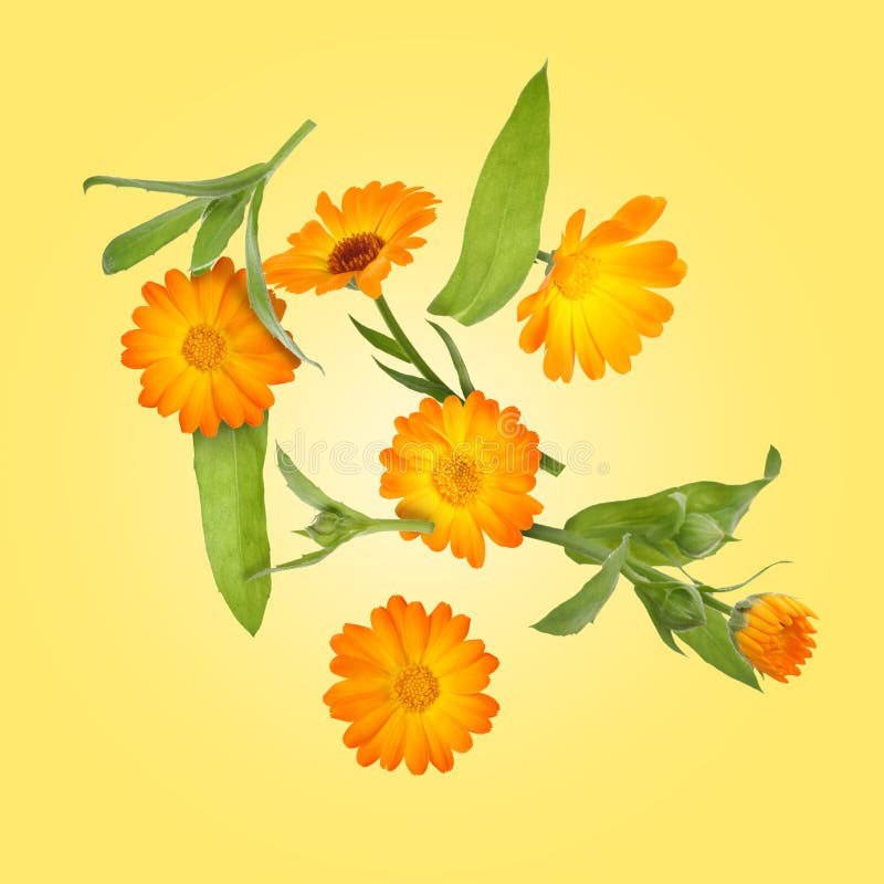 Calendula Flowers and Leaves in Air on Golden Background Stock Photo ...