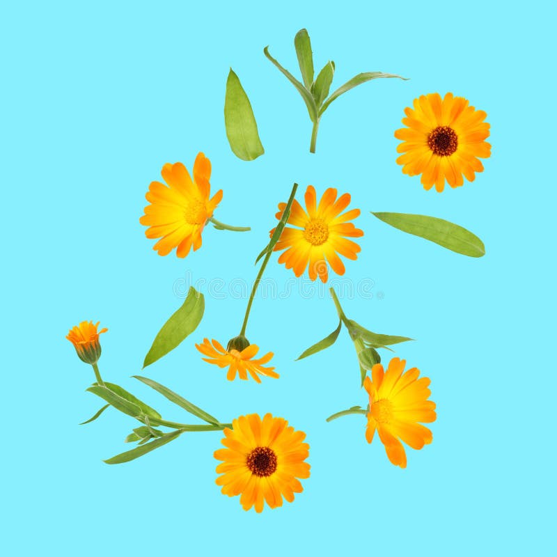 Calendula Flowers and Leaves in Air on Light Blue Background Stock ...