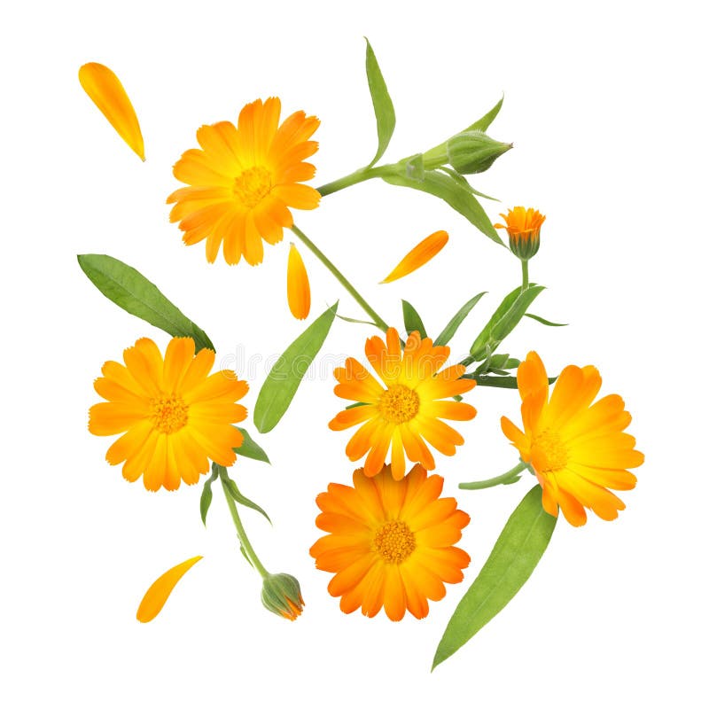 Calendula Flowers and Leaves in Air on White Background Stock Image ...