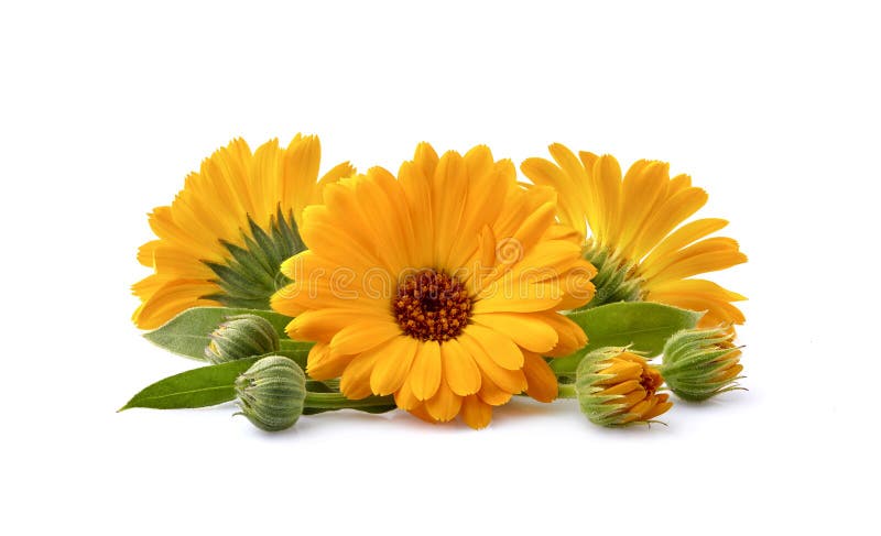 Calendula. Flowers with Leaves Isolated on White Stock Image - Image of ...