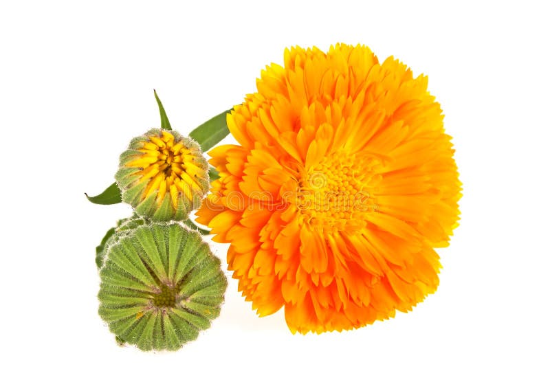 Calendula Flowers with Leaves Isolated on White Background Stock Image ...