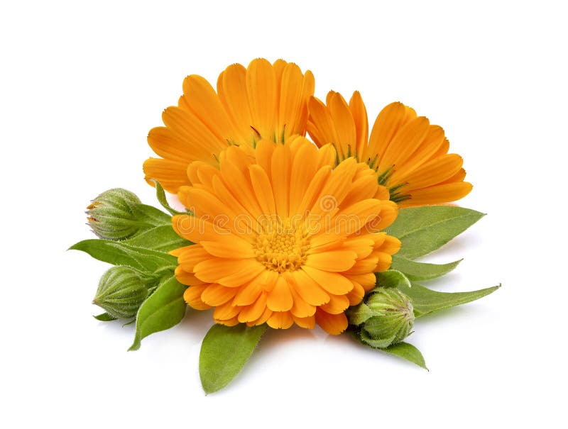 Calendula. Flowers with Leaves Isolated on White Background Stock Image ...