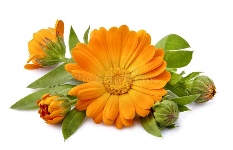 Calendula. Flowers with Leaves Isolated on White Background Stock Photo ...