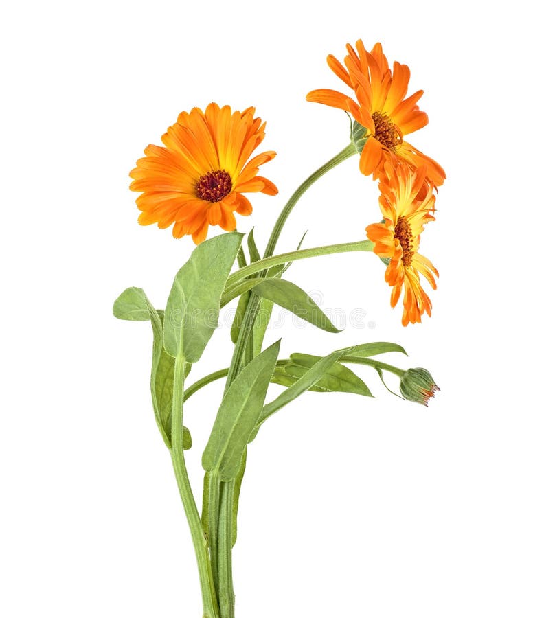 Calendula. Flowers with Leaves Isolated on White Background. Bouquet ...