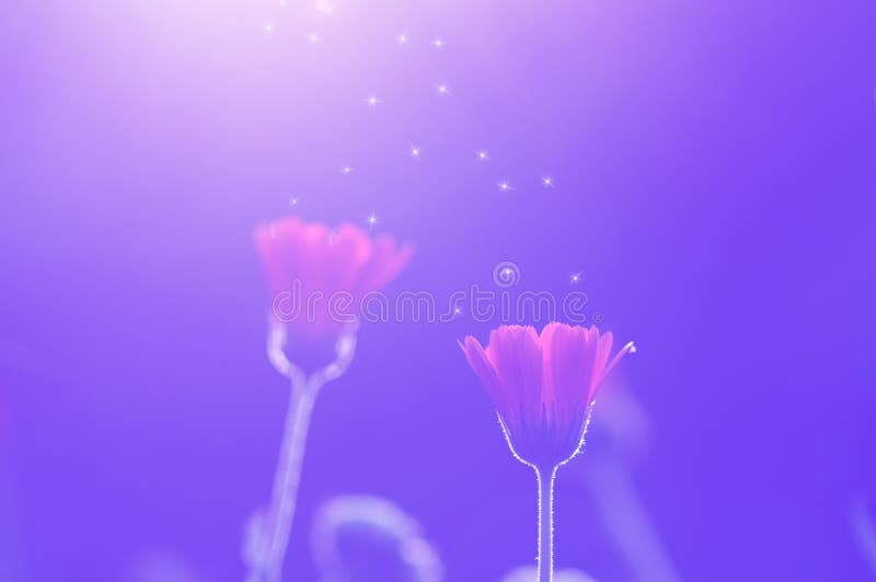 Calendula Flowers Toned in Purple at Sunset are Decorated with Stardust ...