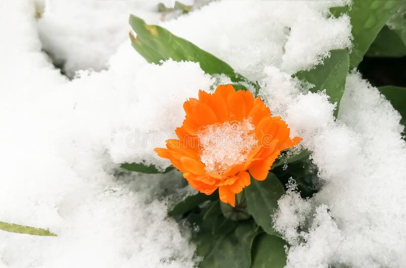 Calendula Flowers Under the Snow. in Winter, Snow Covered Orange ...