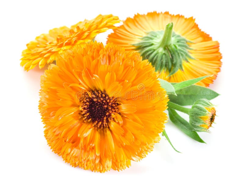 Calendula Flowers on the White Background Stock Photo - Image of ...