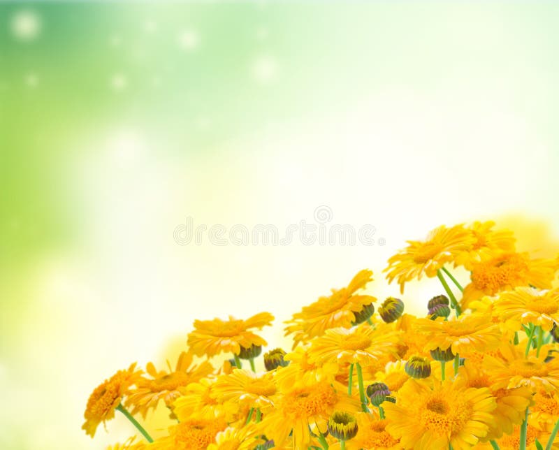 Calendula flowers stock image. Image of isolated, nature - 373202911