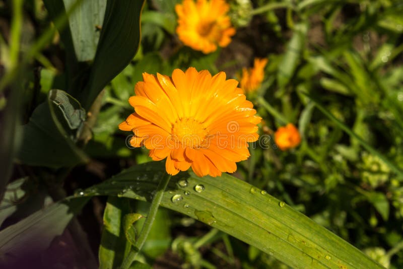 Calendula stock image. Image of marigold, botany, herbal - 98717785