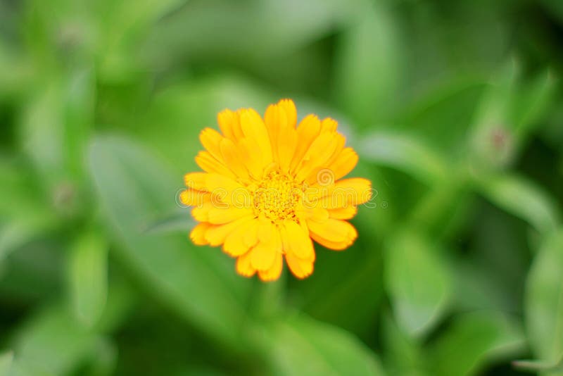 Calendula Gialla Del Fiore Nel Giardino Verde Immagine Stock - Immagine ...
