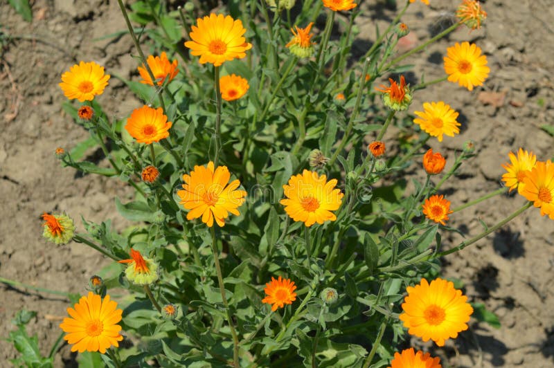 Calendula. stock image. Image of earth, orange, flower - 99313803