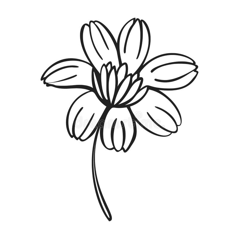 Calendula Flower Icon Stock Illustrations – 476 Calendula Flower Icon ...