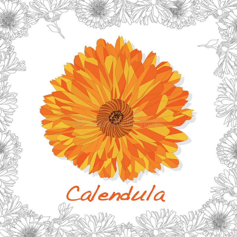 Calendula. Medical Herb Illustration Isolated on White Stock Vector ...