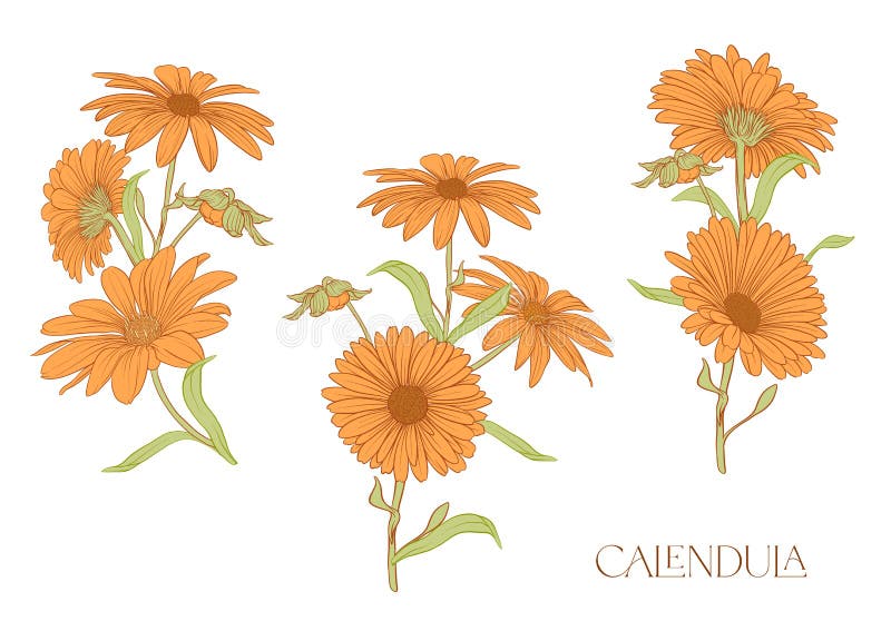 Calendula Medicinal Herb Set. Watercolor Illustration Isolated on White ...