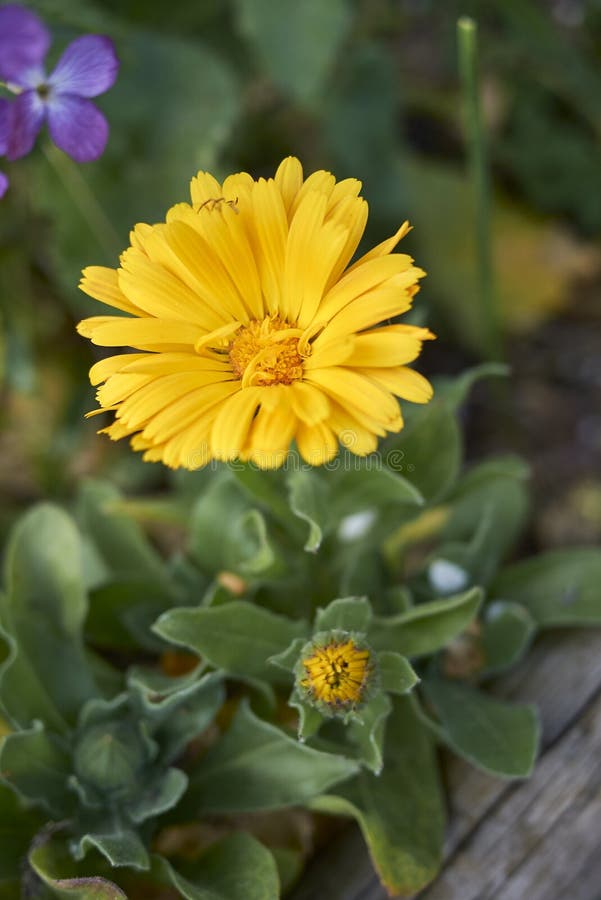 Calendula Officinalis in Bloom Stock Photo - Image of blooming ...
