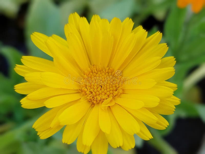 Common Marigold (calendula Officinalis) Flowers Stock Image - Image of ...