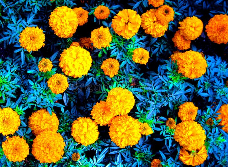 Calendula Officinalis Flower Macro Background and Wallpaper Fine Art ...