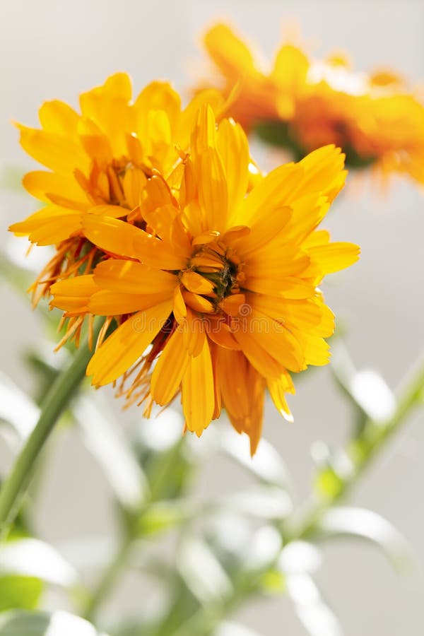 Calendula. Calendula Officinalis. Calendula Flower and Buds Stock Photo ...