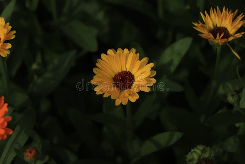 Calendula Officinalis Flower Field Plant Stock Photo - Image of leaves ...
