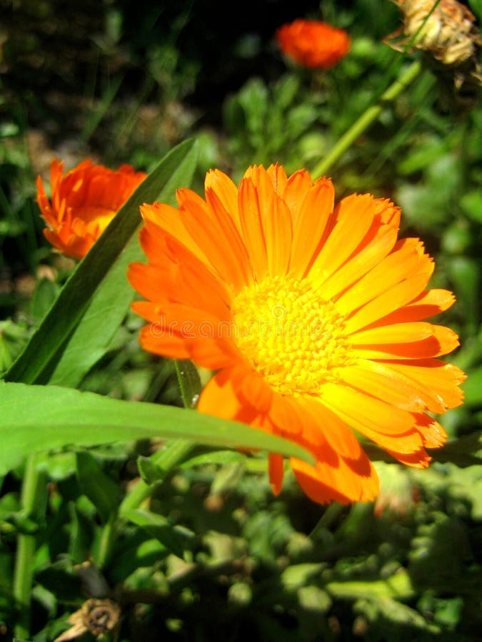 Calendula Officinalis Flower Macro Background and Wallpaper Fine Art ...