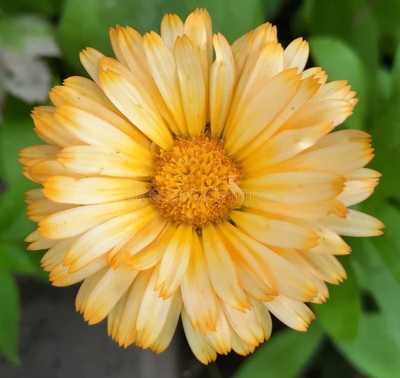 Calendula Officinalis Flower, Marigold Stock Image - Image of close ...