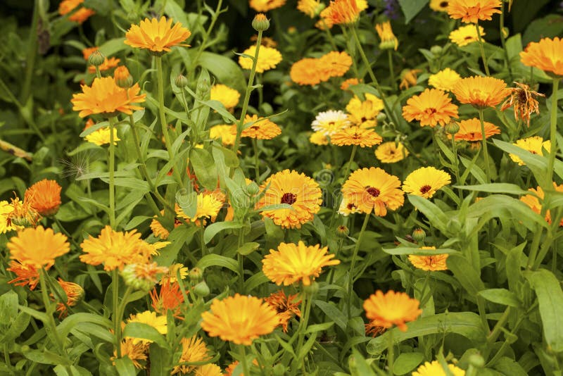 Calendula stock image. Image of field, beauty, beautiful - 76251327
