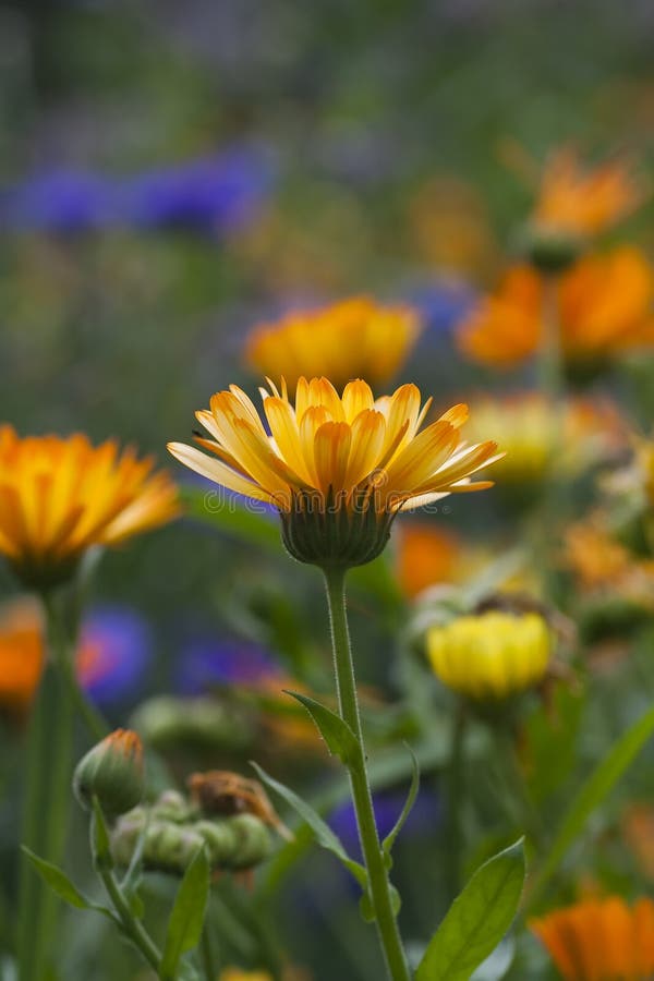 Calendula officinalis stock image. Image of summer, plant - 48369119