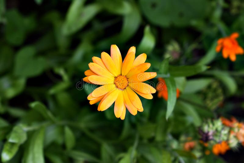 Calendula Officinalis Wallpaper Stock Photo - Image of gardening ...