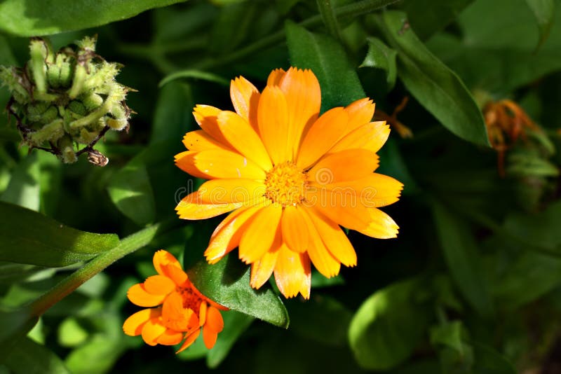 Calendula Officinalis Wallpaper Stock Photo - Image of pistil, sepals ...