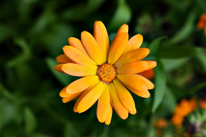 Calendula Officinalis Wallpaper Stock Image - Image of pistil ...