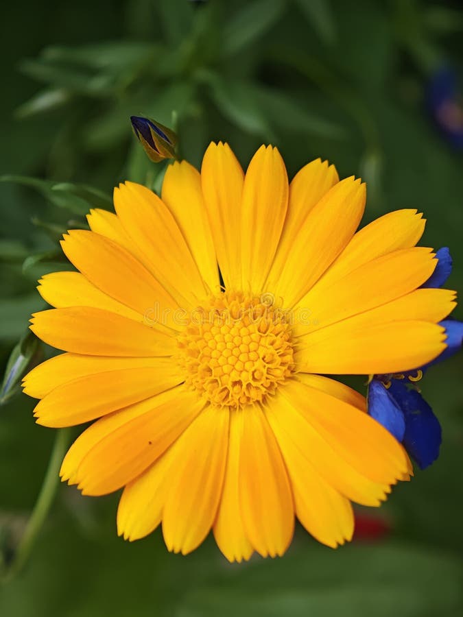 Calendula, Pot Marigold (Calendula Officinalis) Flower Stock Photo ...
