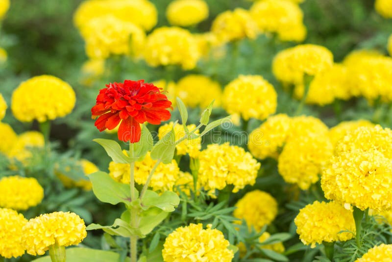 Calendula Rossa in Calendula Gialla Immagine Stock - Immagine di foglio ...