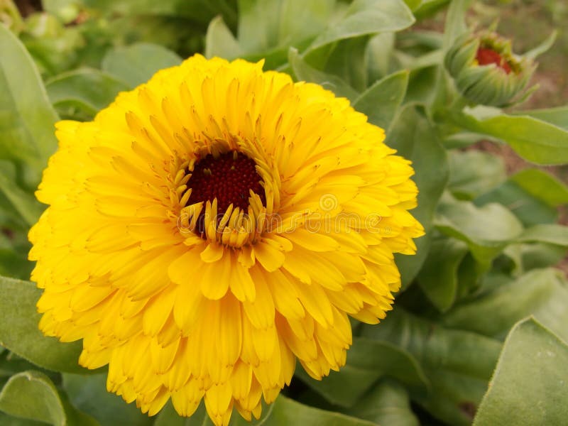 Calendula stock photo. Image of winter, bouquet, plant - 277545464