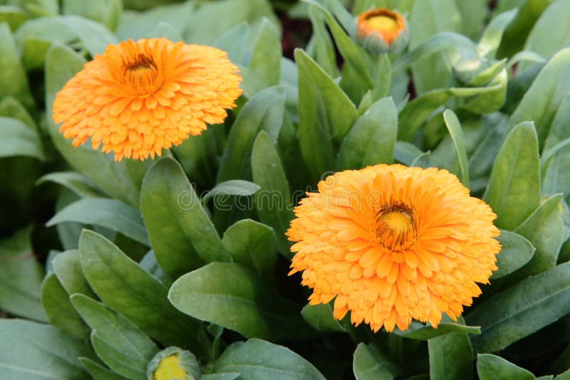 Calendula stock image. Image of center, orange, herbal - 72342613