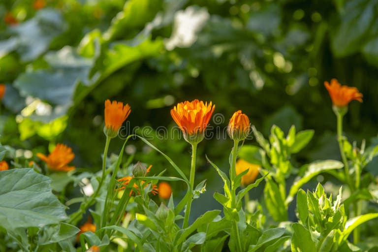 Calendula are Short Herbs, with Erect Stems that Branch from the Base ...