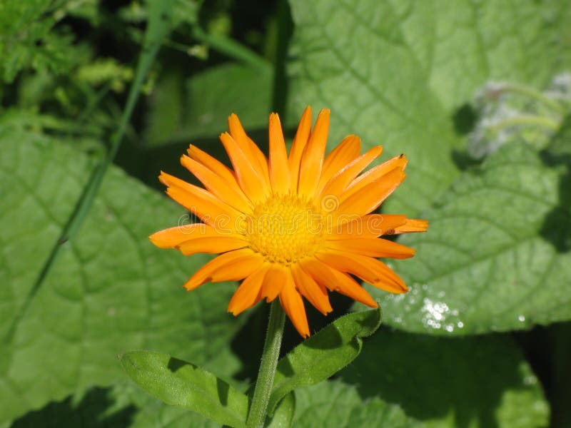 Calendula stock photo. Image of garden, flower, calendula - 89096394