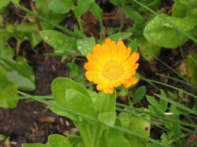 Calendula stock image. Image of dewdrop, moisture, water - 89093355