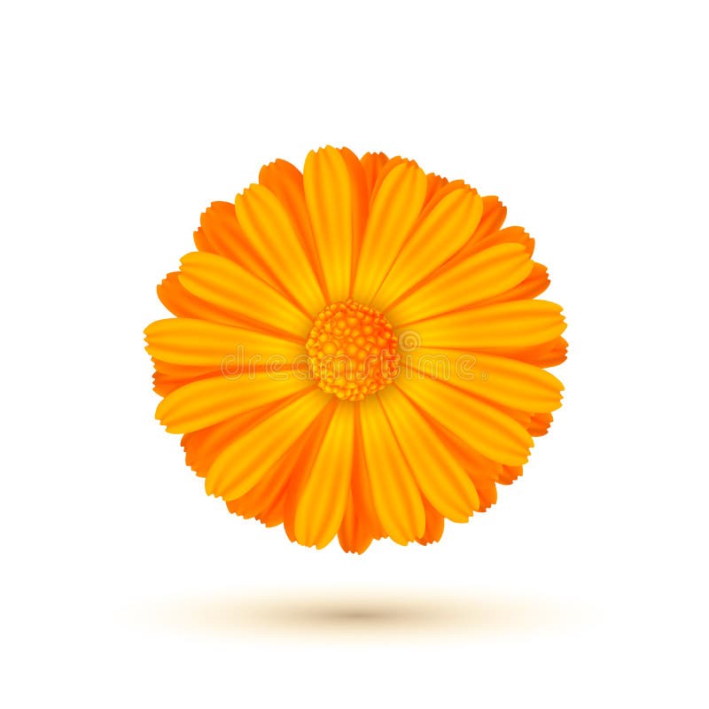 Calendula Vector Illustration Stock Vector - Illustration of blossom ...