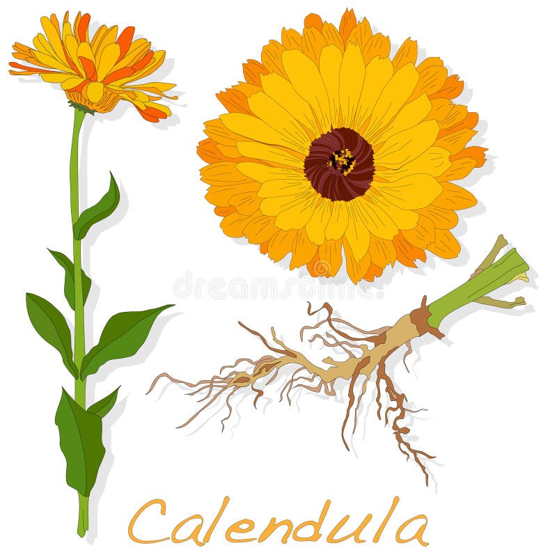 Calendula Vector Illustration Stock Vector - Illustration of bloom ...
