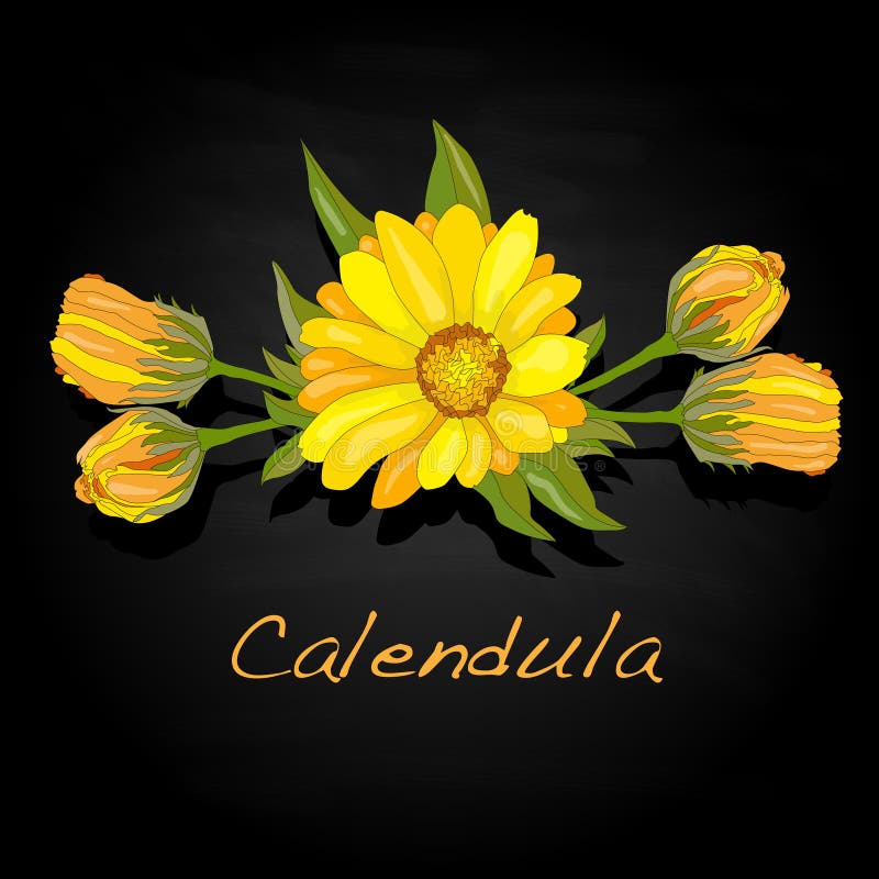 Calendula Vector Illustration Stock Vector - Illustration of plant ...