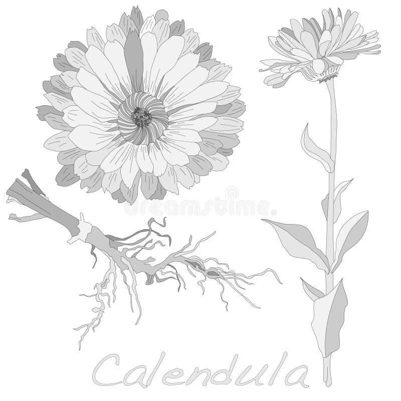 Calendula Vector Illustration Stock Vector - Illustration of calendula ...