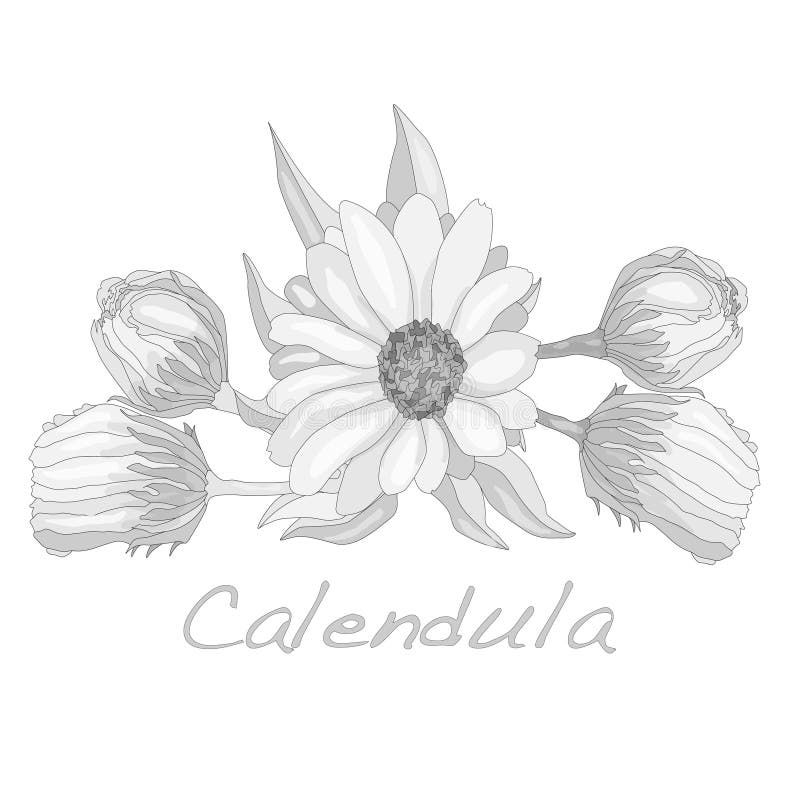 Calendula Vector Illustration Stock Vector - Illustration of bloom ...