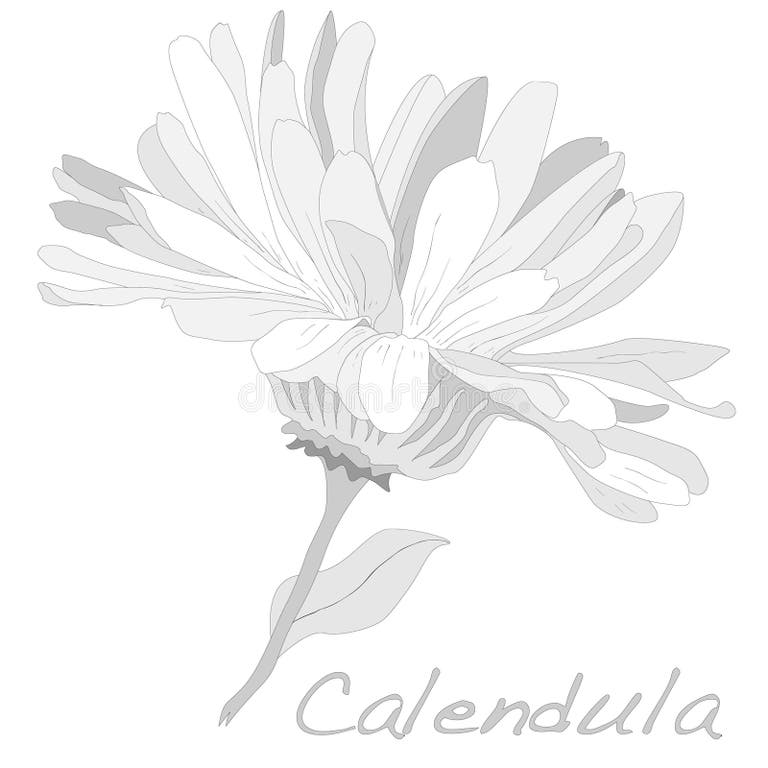 Calendula Vector Illustration Stock Vector - Illustration of petal ...